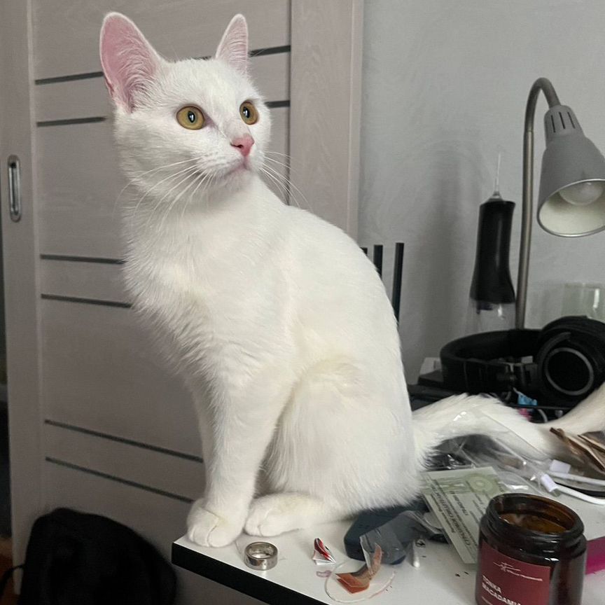 Турецкая ангора, взрослая кошка