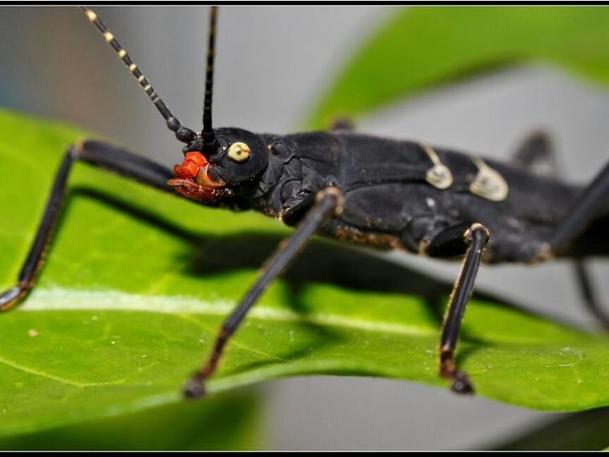 Перуанский и неожиданный палочники