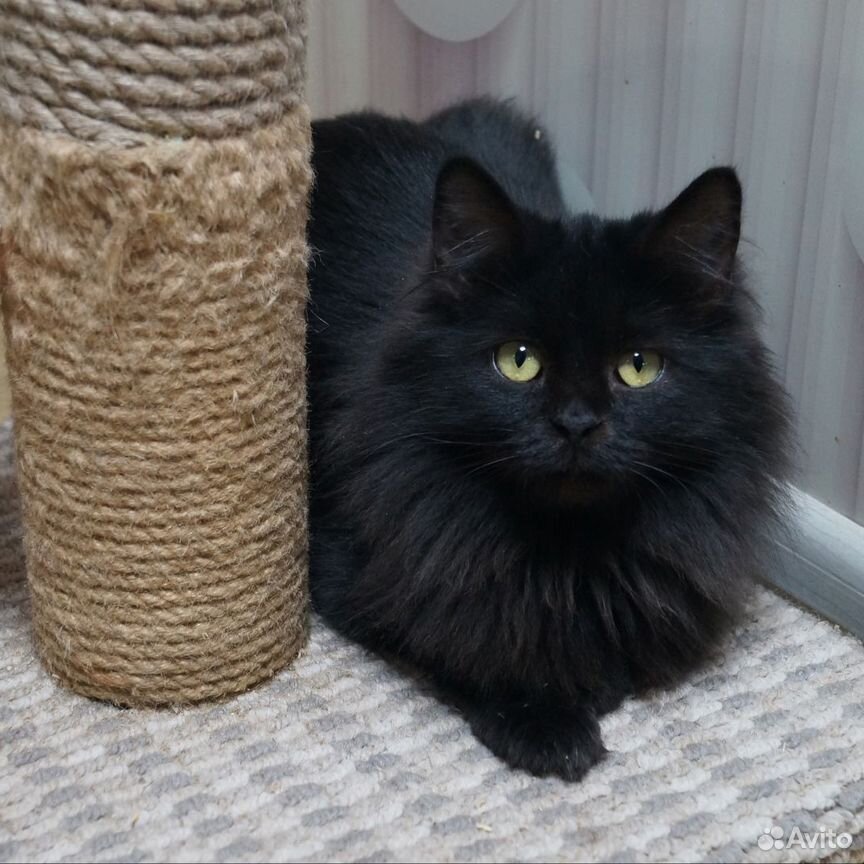 Девочка Маняша