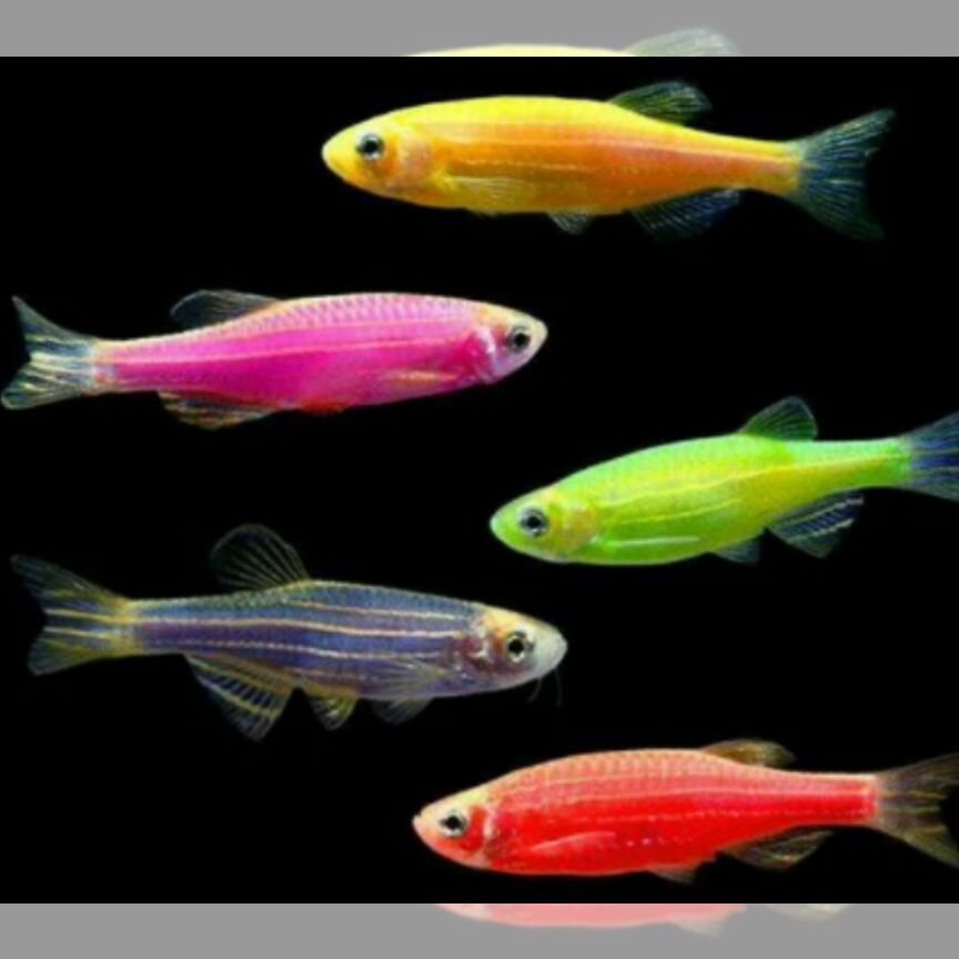 Молодь данио гло