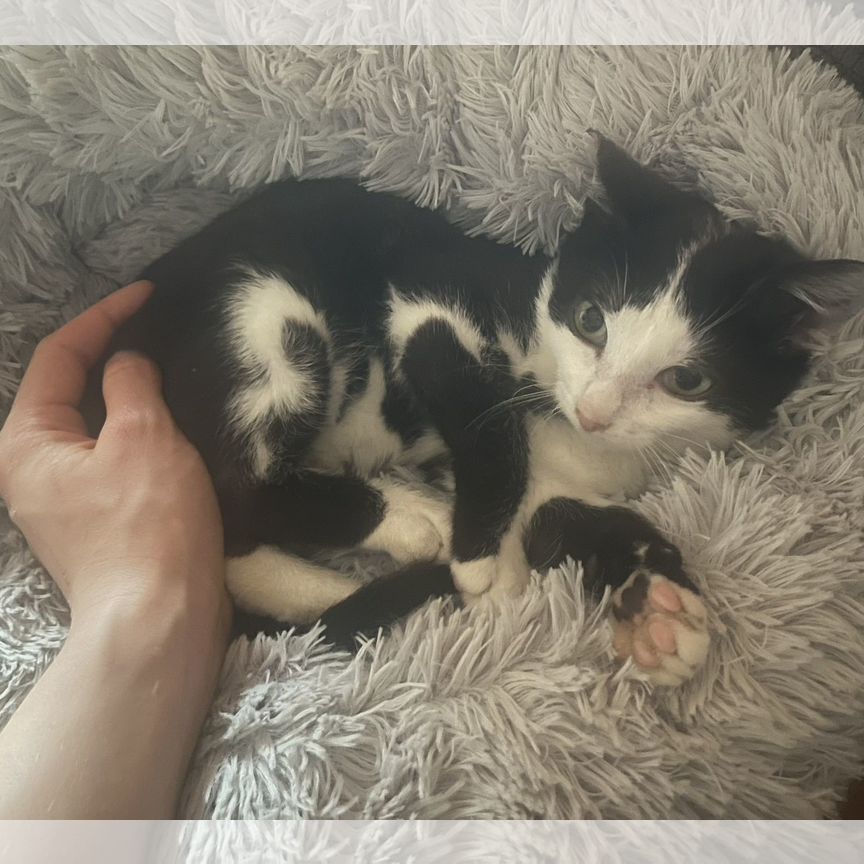 Котёнок в добрые руки