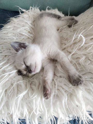 Котенок