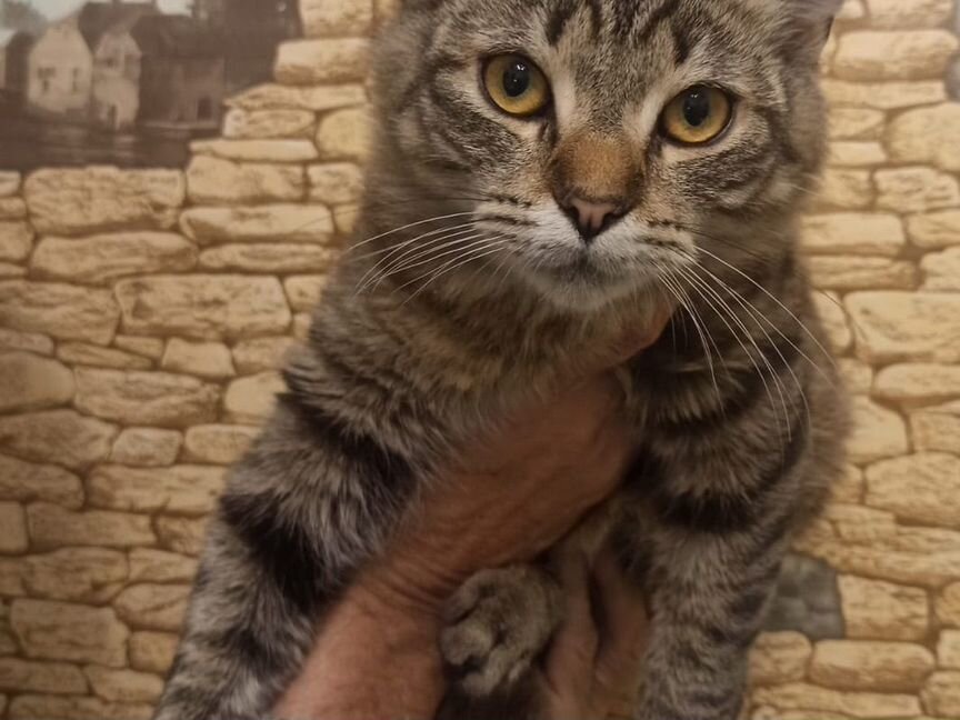 Котенок 5,5 мес