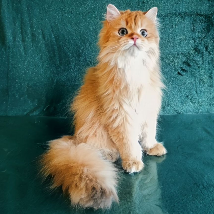 Британский длинношёрстный котёнок