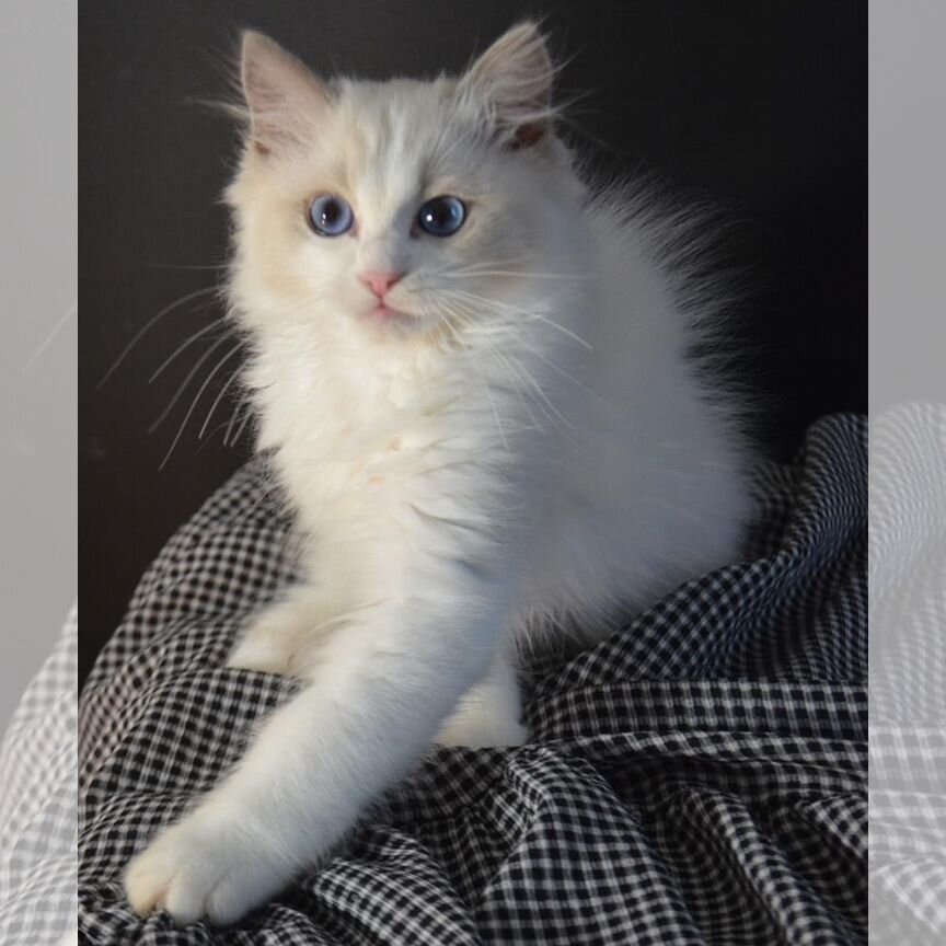 Котенок регдолл с документами