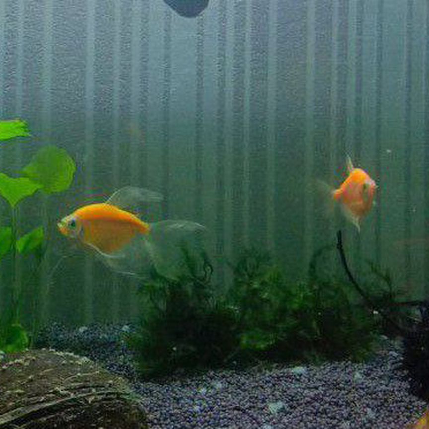 Продам Турнециий и Ампулярий