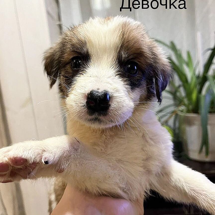 Щенки алабая