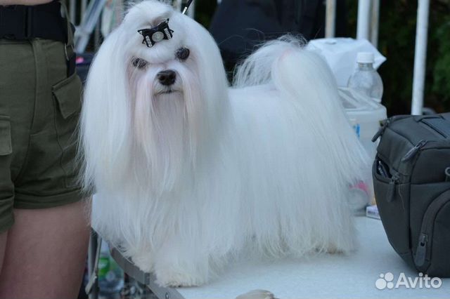 Вязка мальтезе