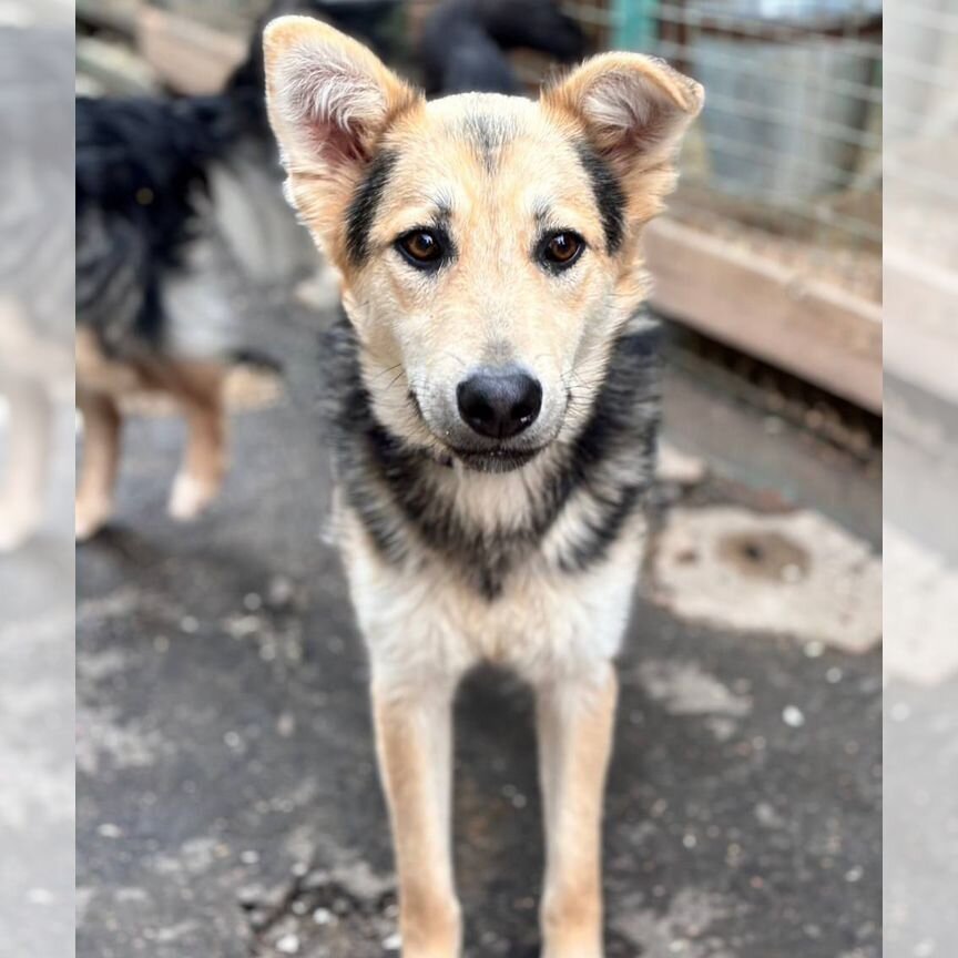 Взрослый пёс в добрые руки