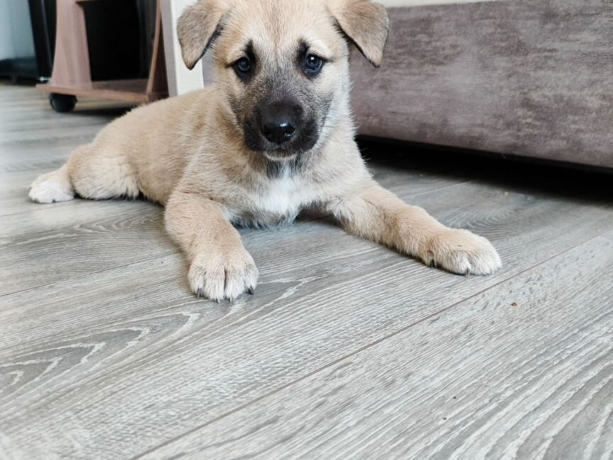 Щенки в добрые руки