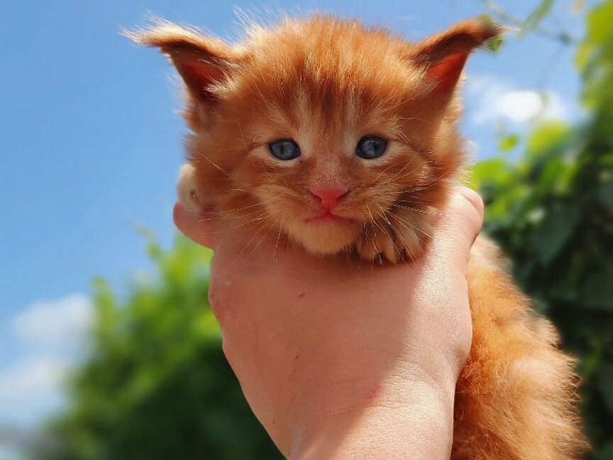 Котята мейн-кун