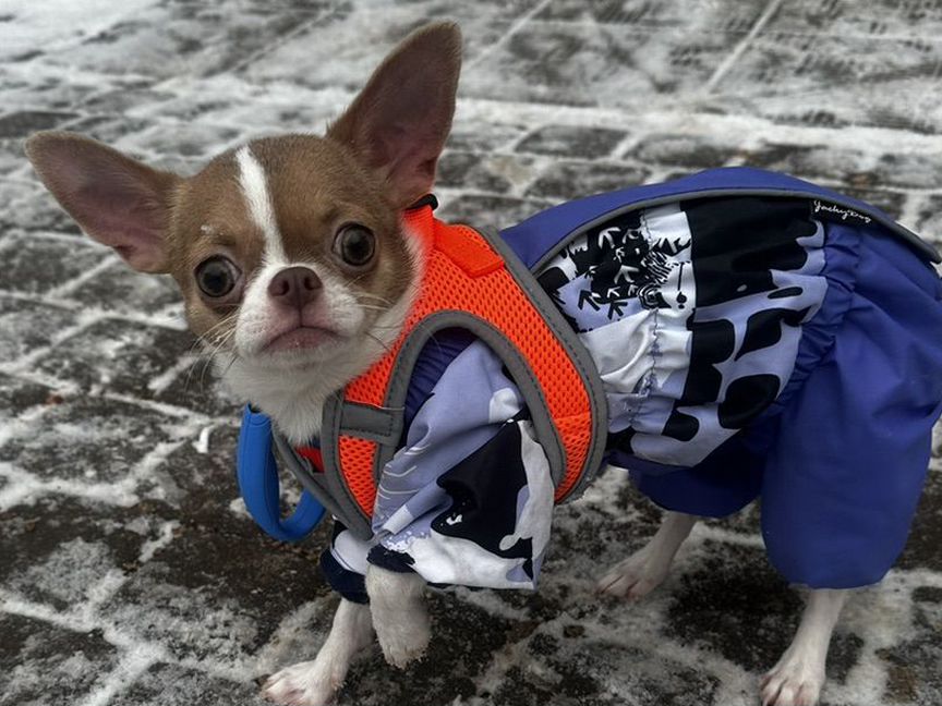 Собаки чихуахуа щенок