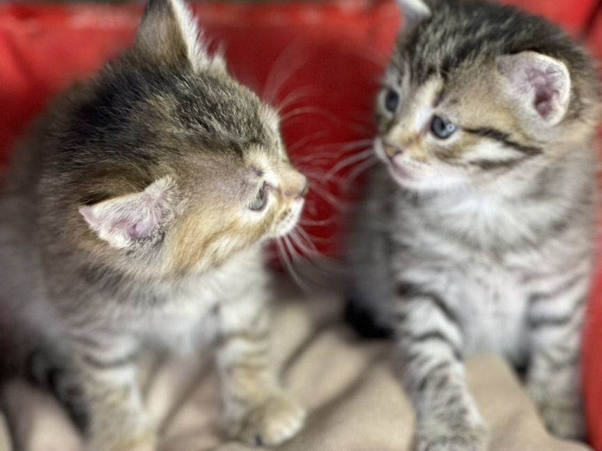 Котята маленькие в дар