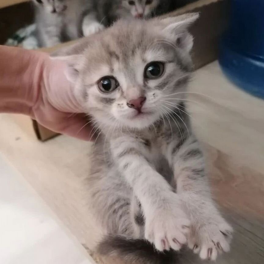 Котёнок в добрые руки
