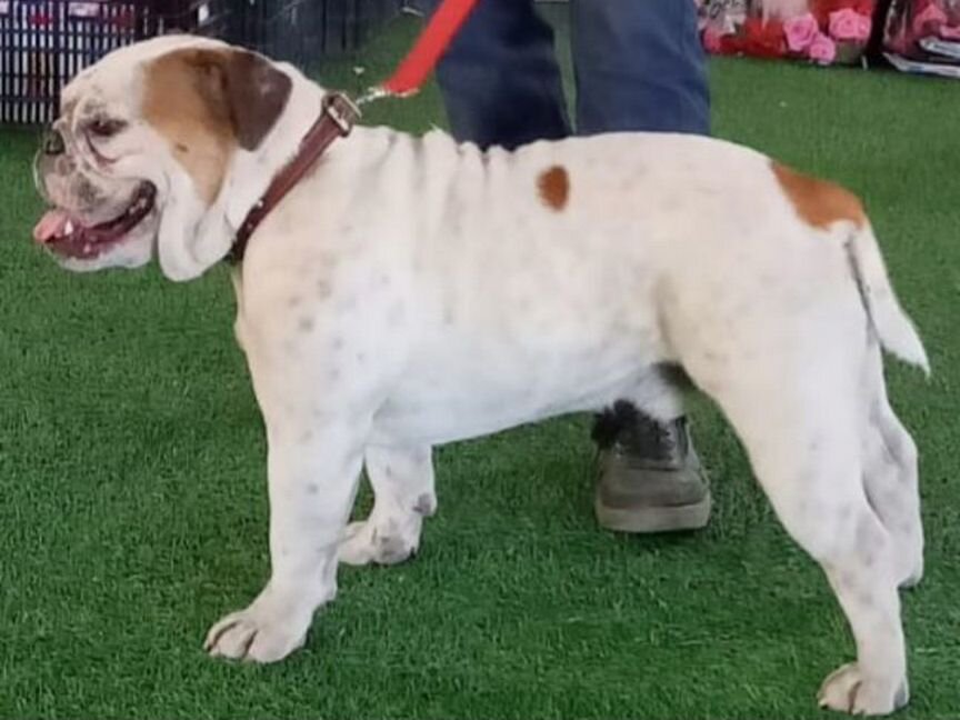 Американский бульдог вязка