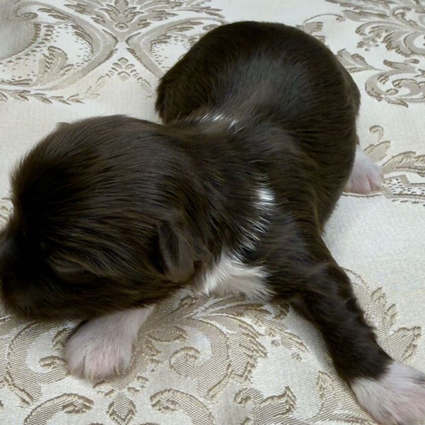 Йоркширский терьер, щенок