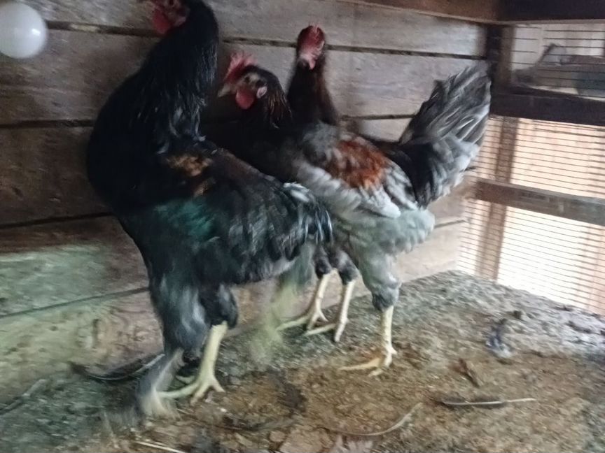 Петух на племя