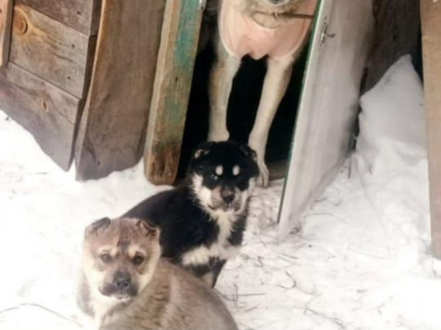 Собака в добрые руки отдам бесплатно