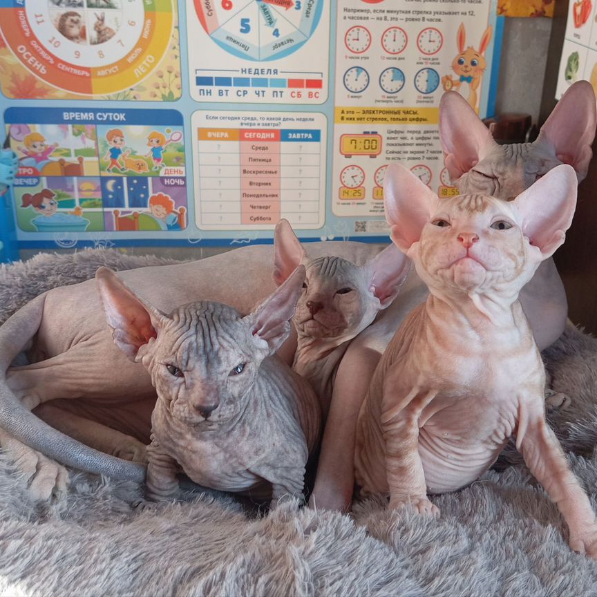 Донской сфинкс котята