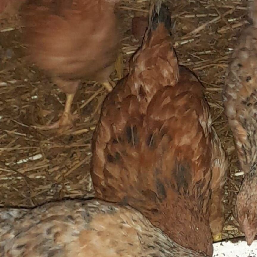 Куры молодки