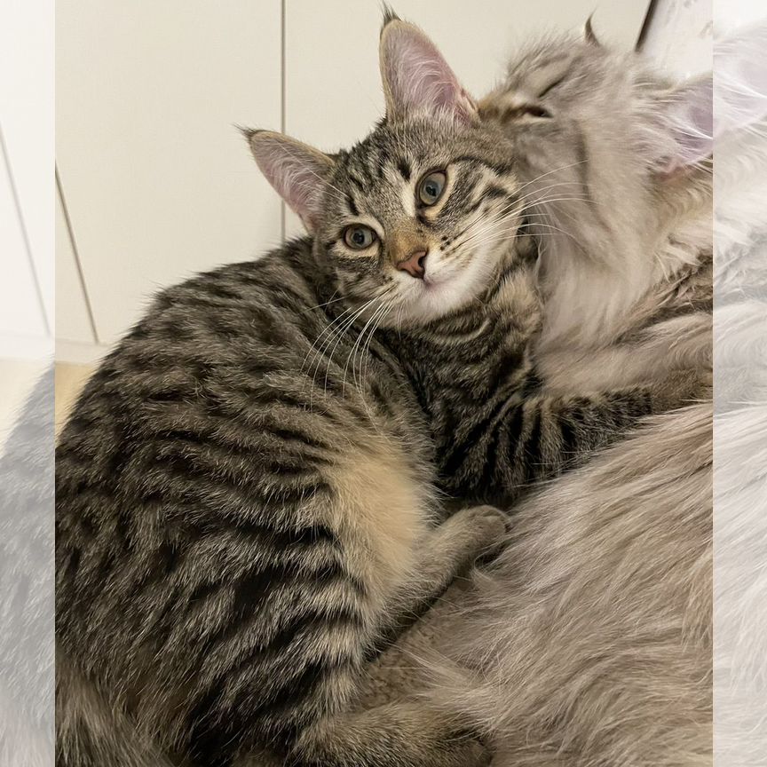 Сибирский котёнок