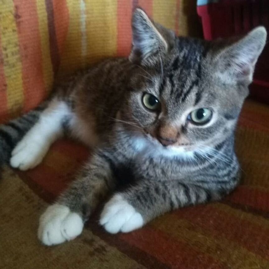 Котёнок в добрые руки