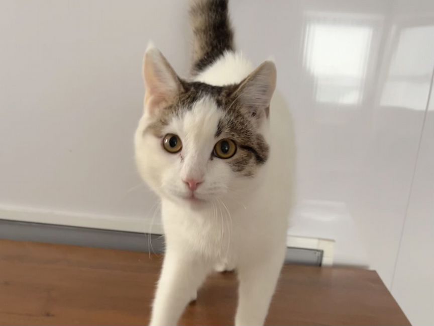 Отдам молодого котика