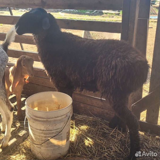 Овца курдючная