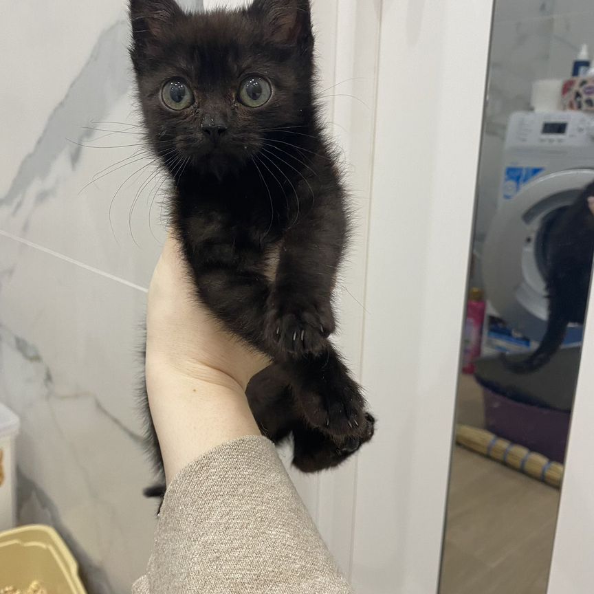 Отдам котенка в добрые руки