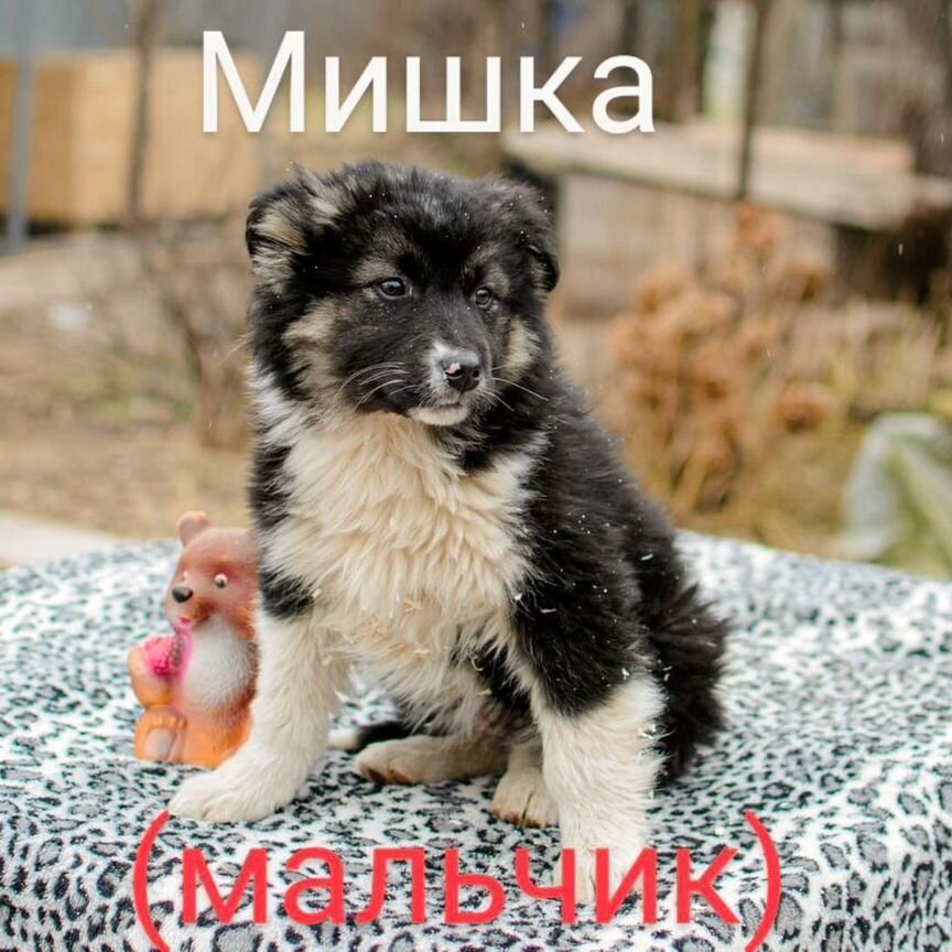 Мишка ищет дом