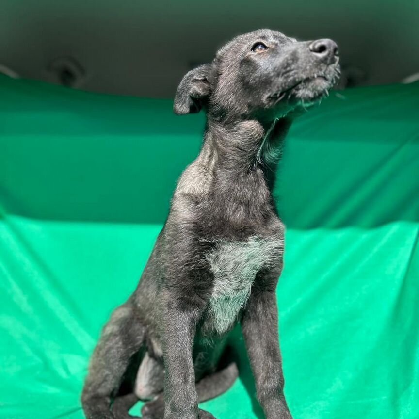 Щенок в добрые руки