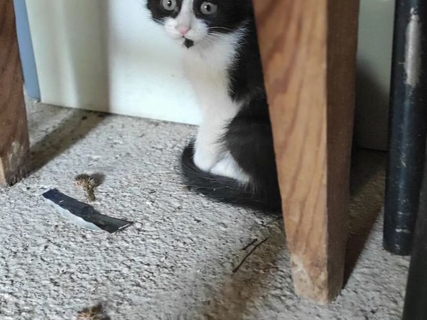 Отдам котят в добрые руки