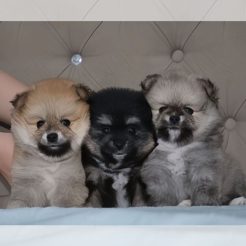 Немецкий шпиц, щенок