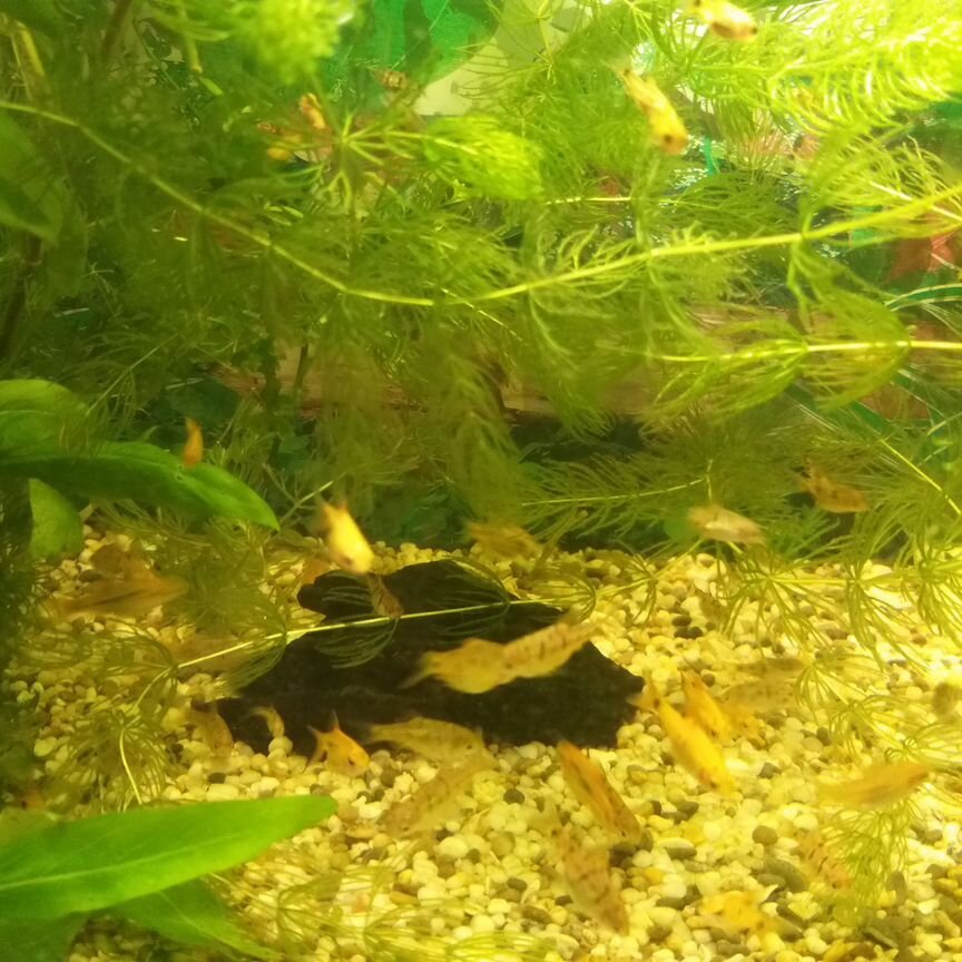 Барбусы Шуберта