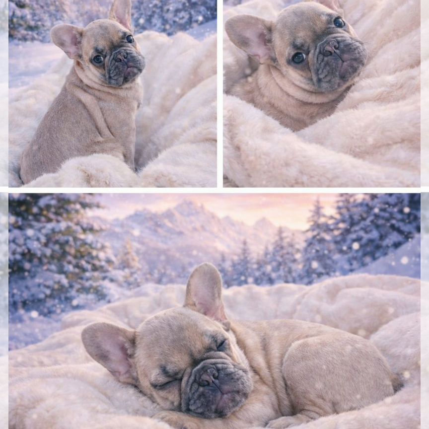 Французский бульдог, щенок