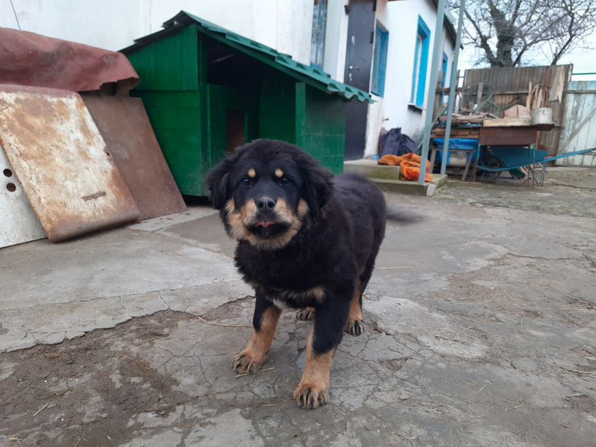Продается собака
