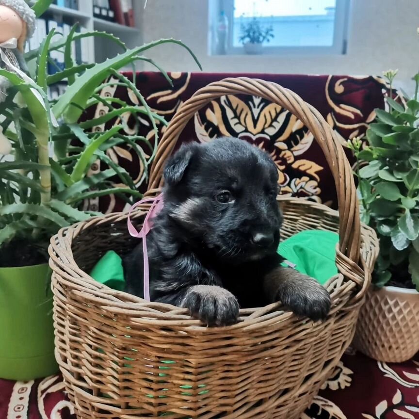 Щенки помесь немецкой овчарки