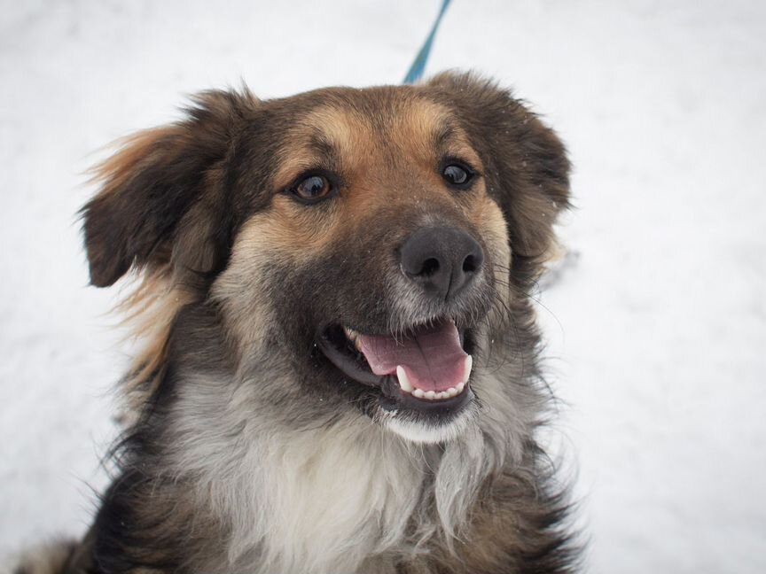 Обаятельный малыш ищет дом