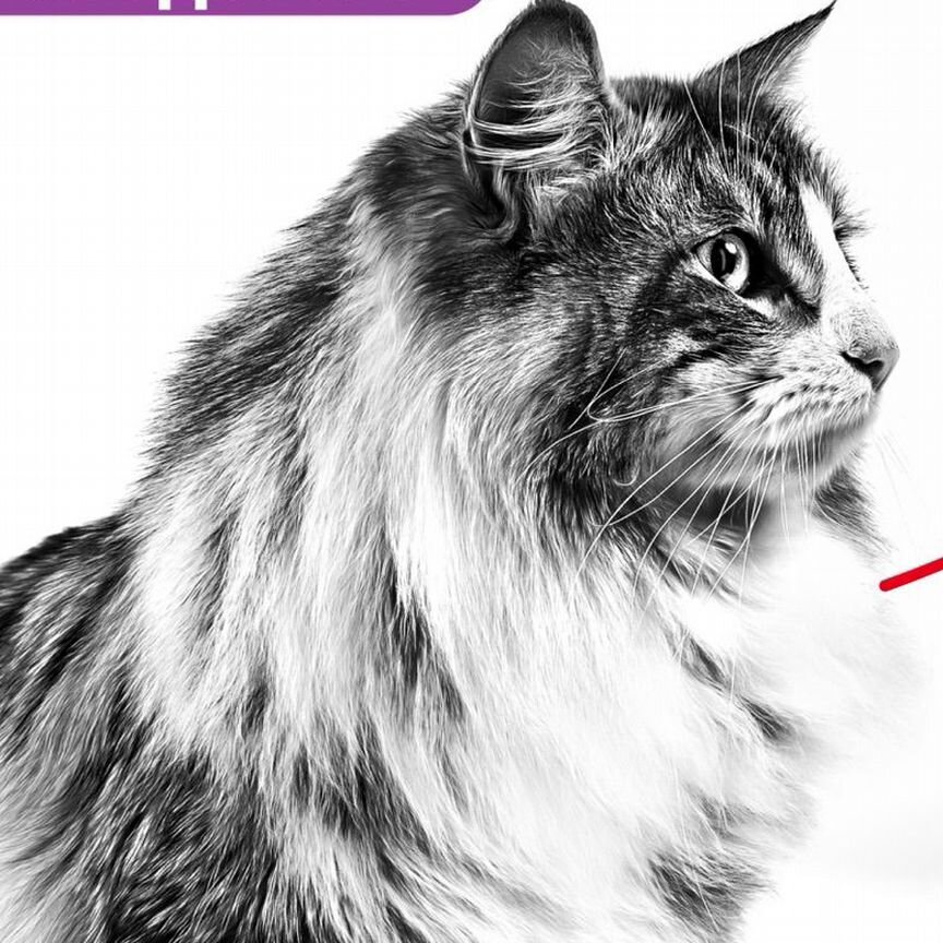 Корм для кошек royal canin