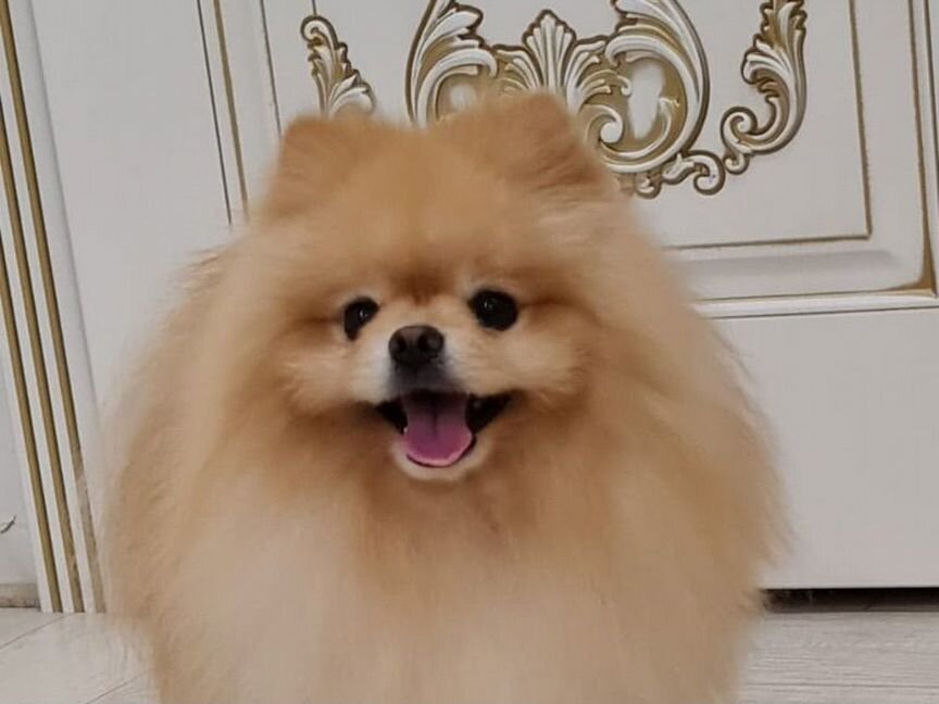 Кобель вязка. Померанский шпиц медвежьего типа