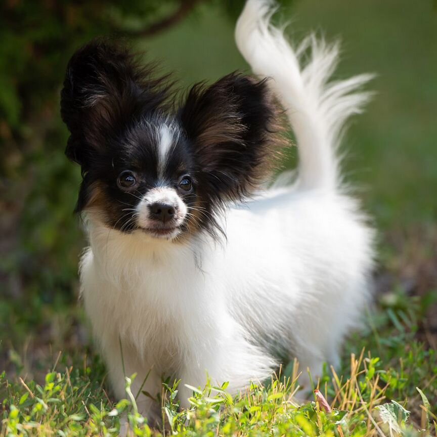 Щенки папийона