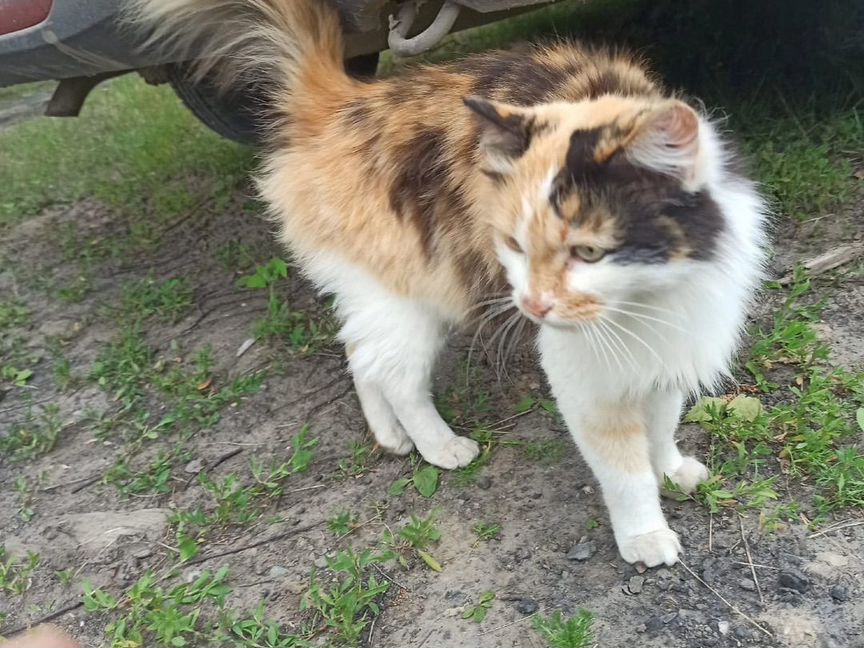 Кошка в добрые руки. Ищем дом или передержку