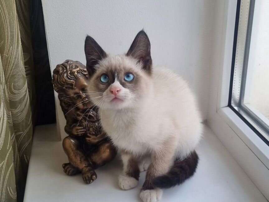 Новогодний котик сноу шу