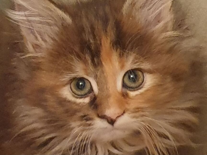 Котята мейн-кун