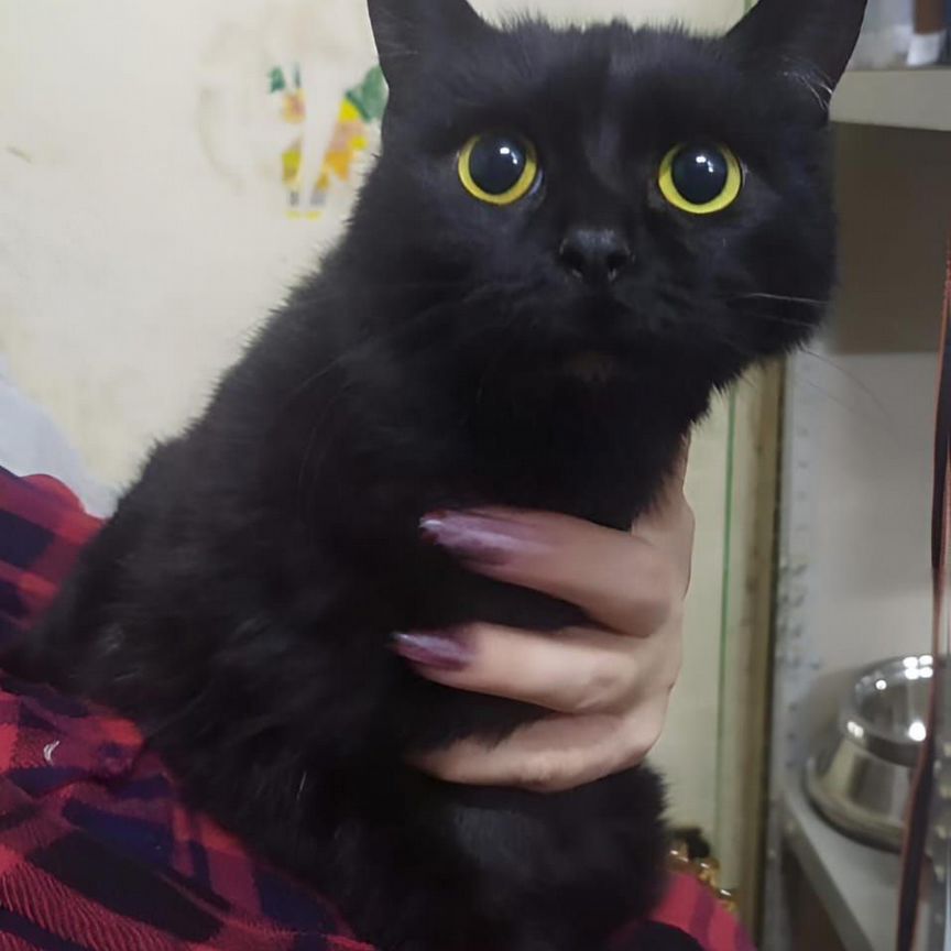 Кошка
