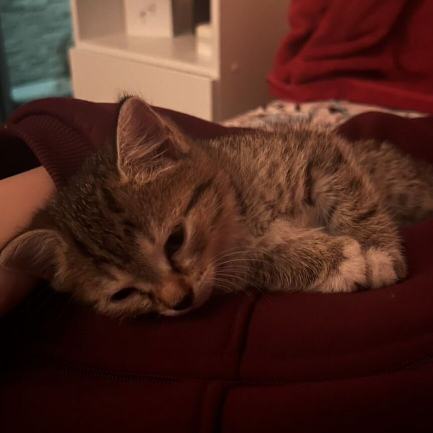 Котёнок в добрые руки