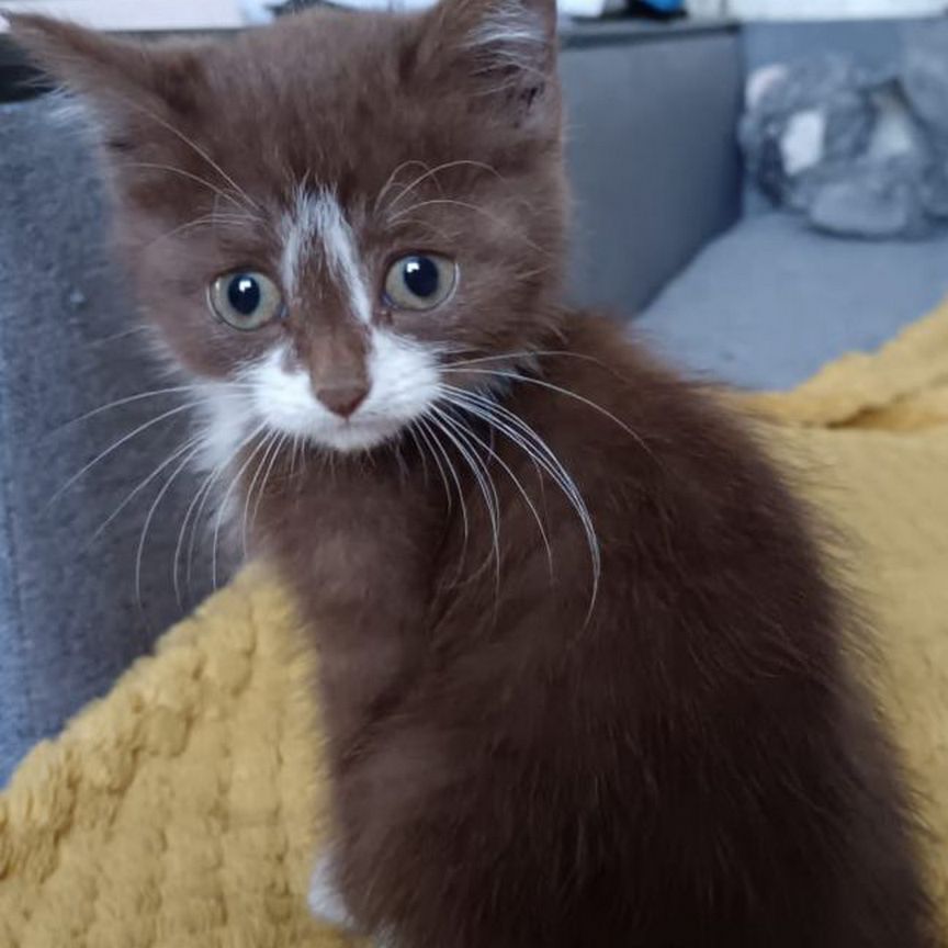 Котята