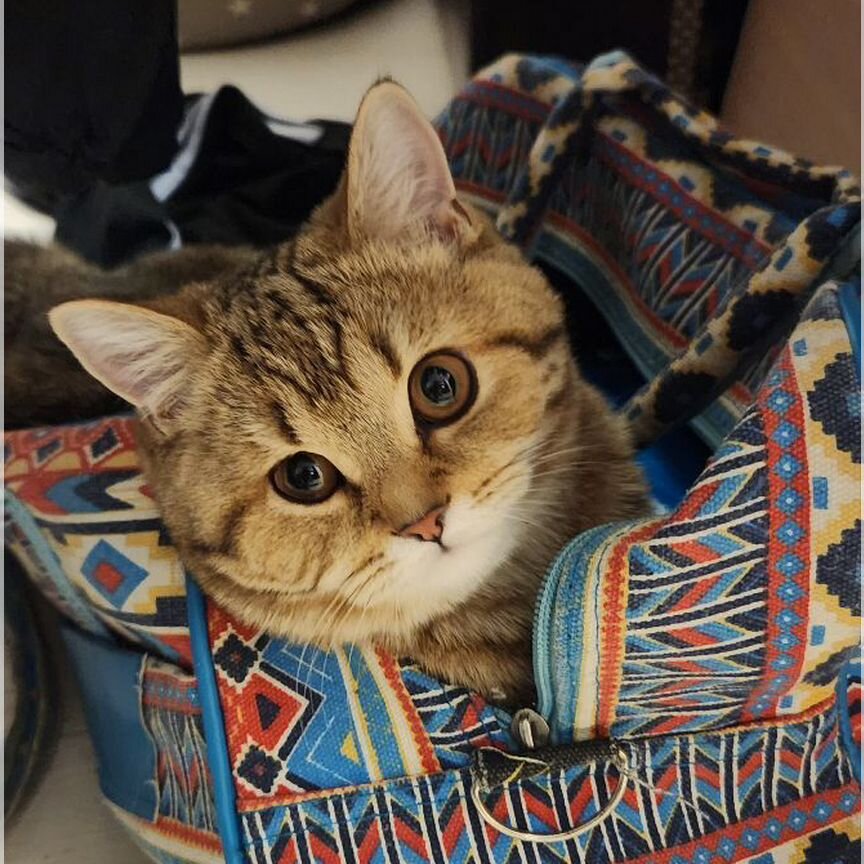 Шотландская вислоухая кошка