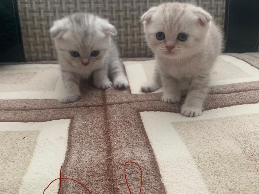 Шотландская вислоухая шиншилла