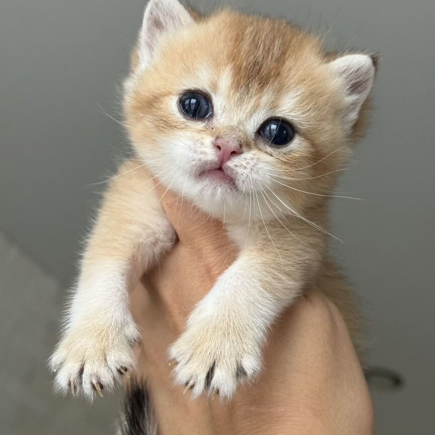 Британский короткошёрстный котёнок